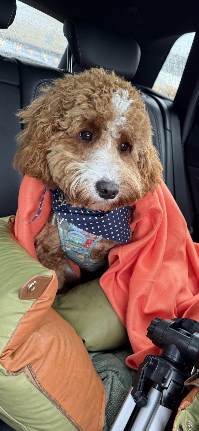 Baxter – Our School Dog – Oakwell Rise Primary Academy